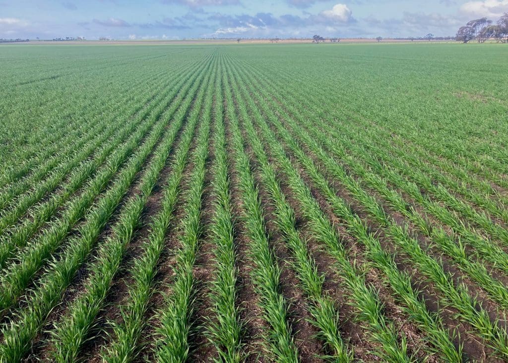 Wet in north hampers completion of national winter-crop plant - Grain ...