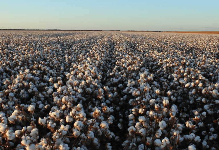 Hancock Ag buys up big at Wee Waa - Grain Central