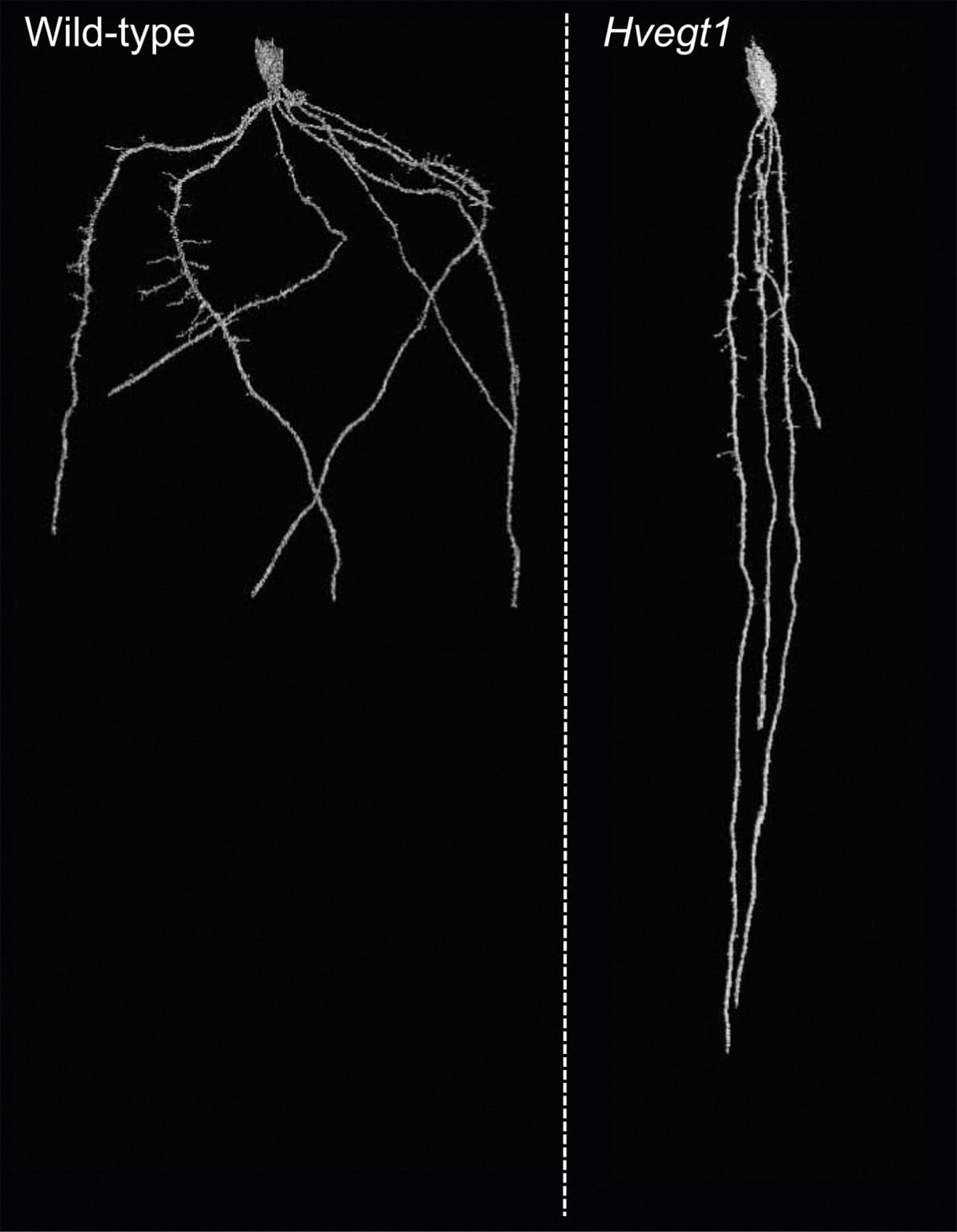 Gene for deeper roots a plus for wheat, barley - Grain Central