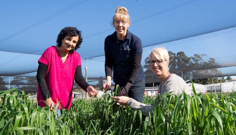 WA project yields wheat lines resistant to yellow spot - Grain Central