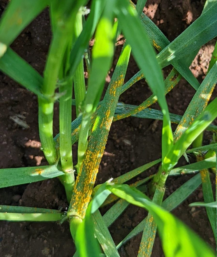 NSW, Qld conditions create early stripe rust epidemic - Grain Central