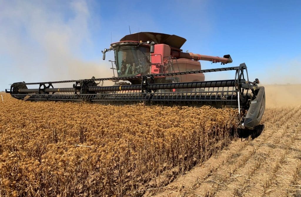 Demand for SHO safflower looks bright - Grain Central