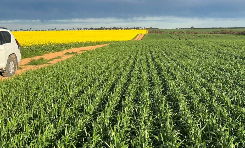 Upside for ABARES figures seen - Grain Central