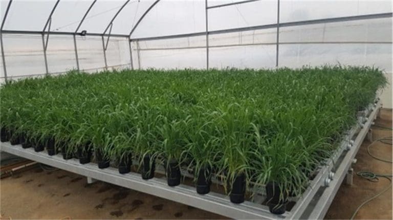 Modelling shows wheat pores hold promise for yield gains - Grain Central