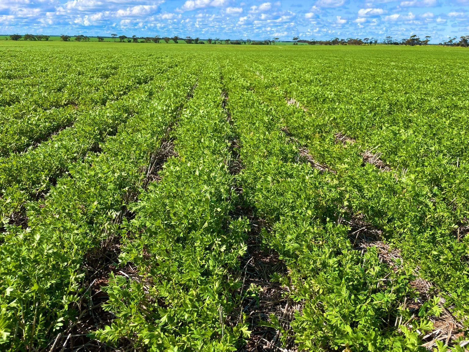 Australian chickpea, lentil exports drop in June - Grain Central
