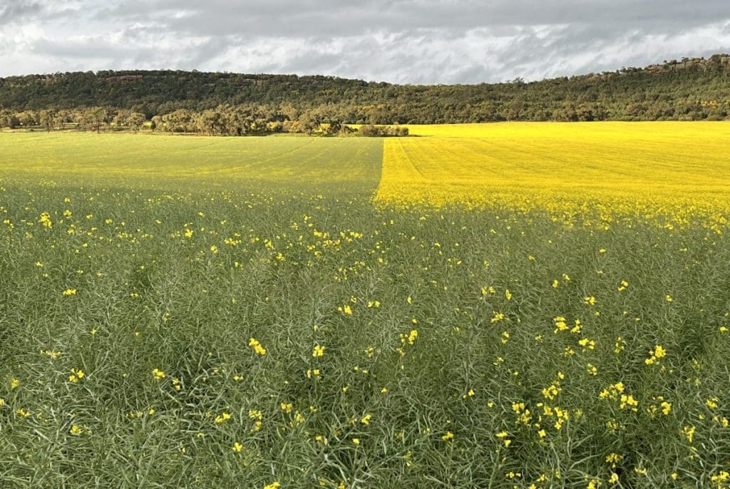 Canola exports drop 31pc to 339,309t in July - Grain Central