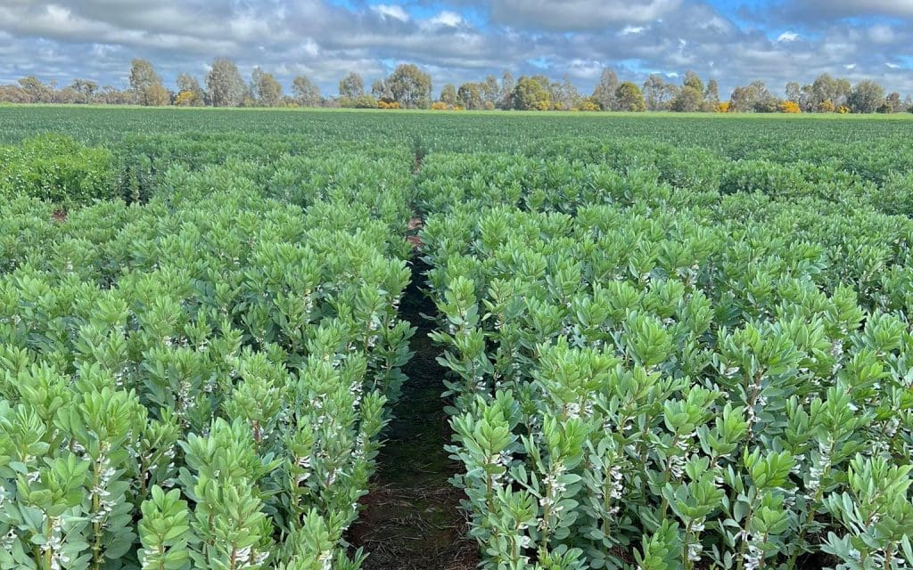 Pulse Update: Building southern crop weighs on prices - Grain Central