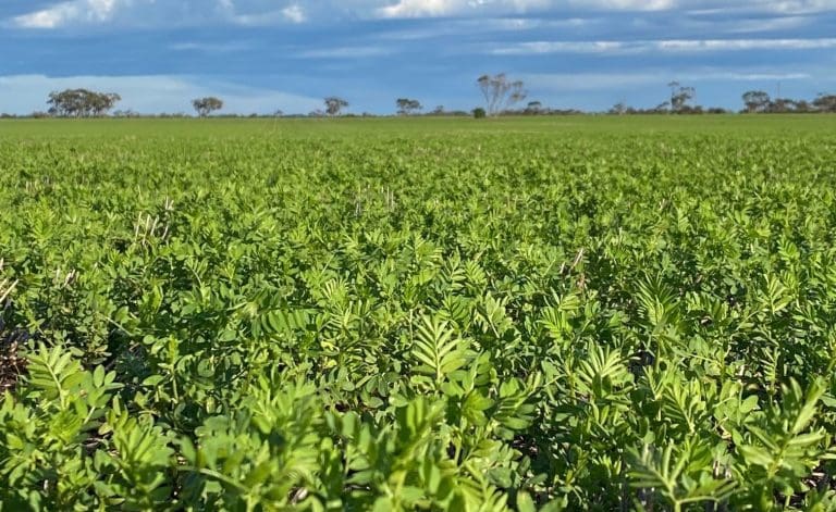 Australia exports 44,962t chickpeas, 105,112t lentils in July - Grain ...