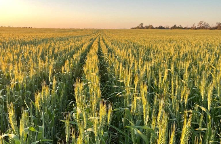 Feedgrain Focus: Prices moves mixed amid thin demand - Grain Central