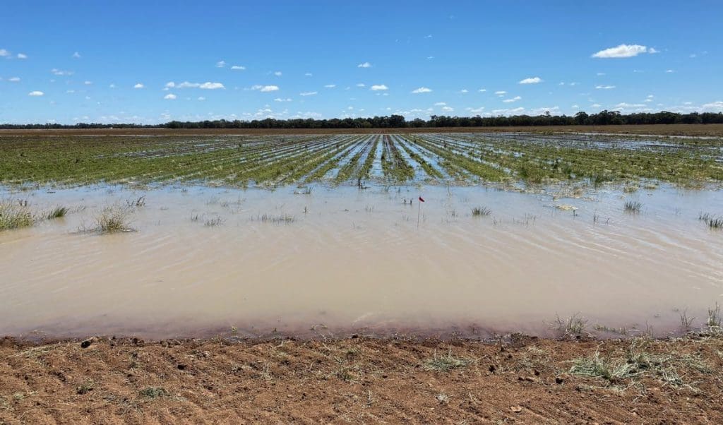 Rice growers positive despite planting delay - Grain Central