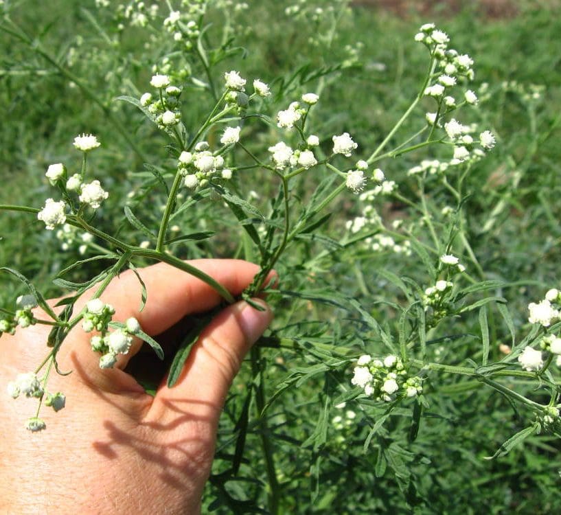 NSW DPI issues harvest parthenium alert - Grain Central