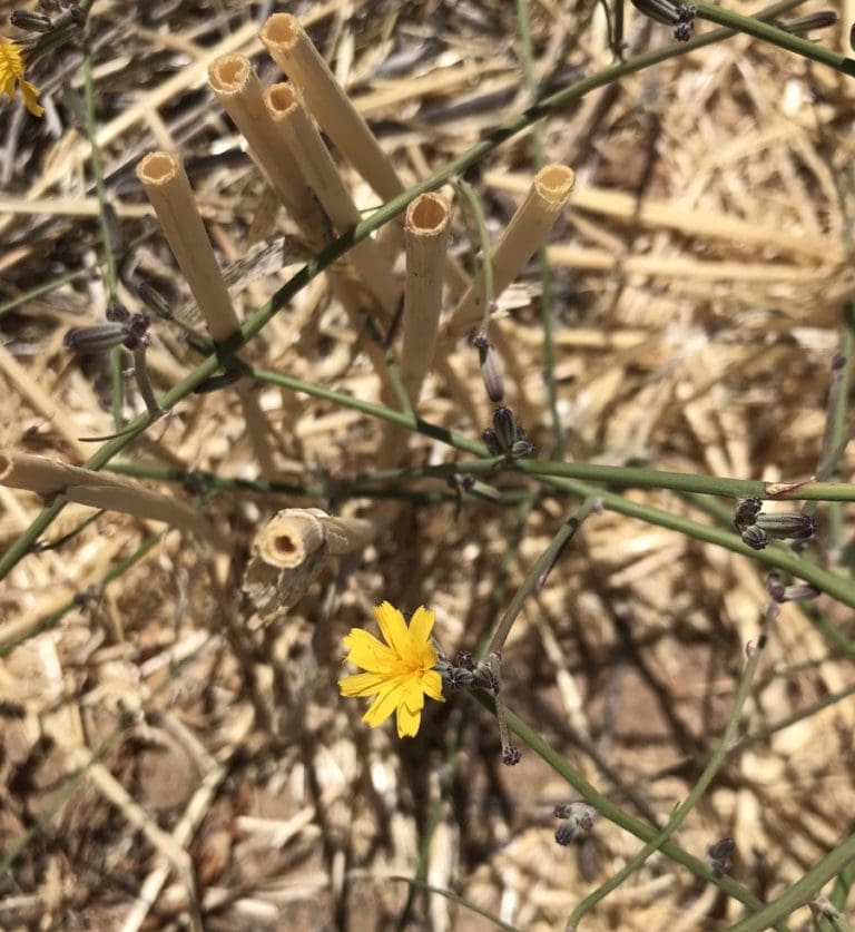 WA skeleton weed campaign under way - Grain Central
