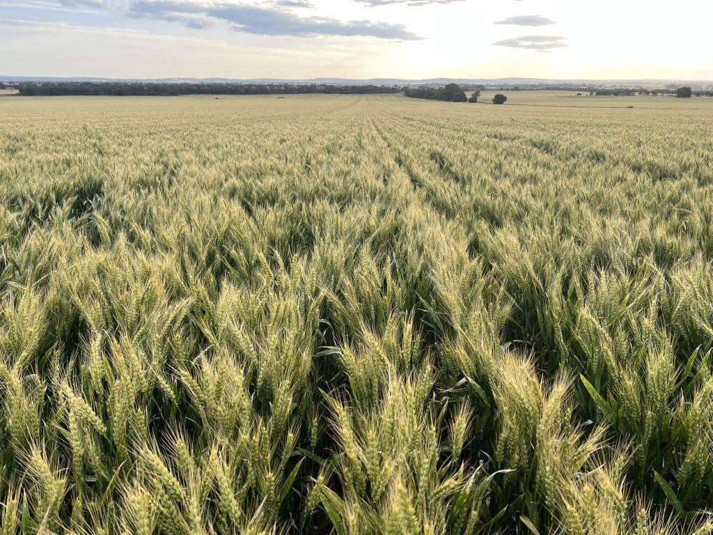 Wheat holds up against disease pressure - Grain Central