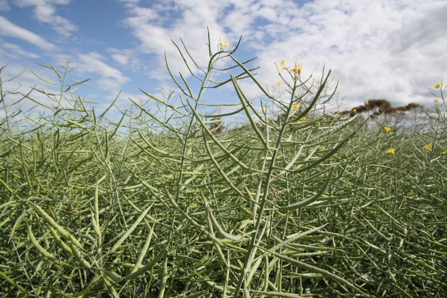 Australia's Aug canola exports drop 55pc on month - Grain Central