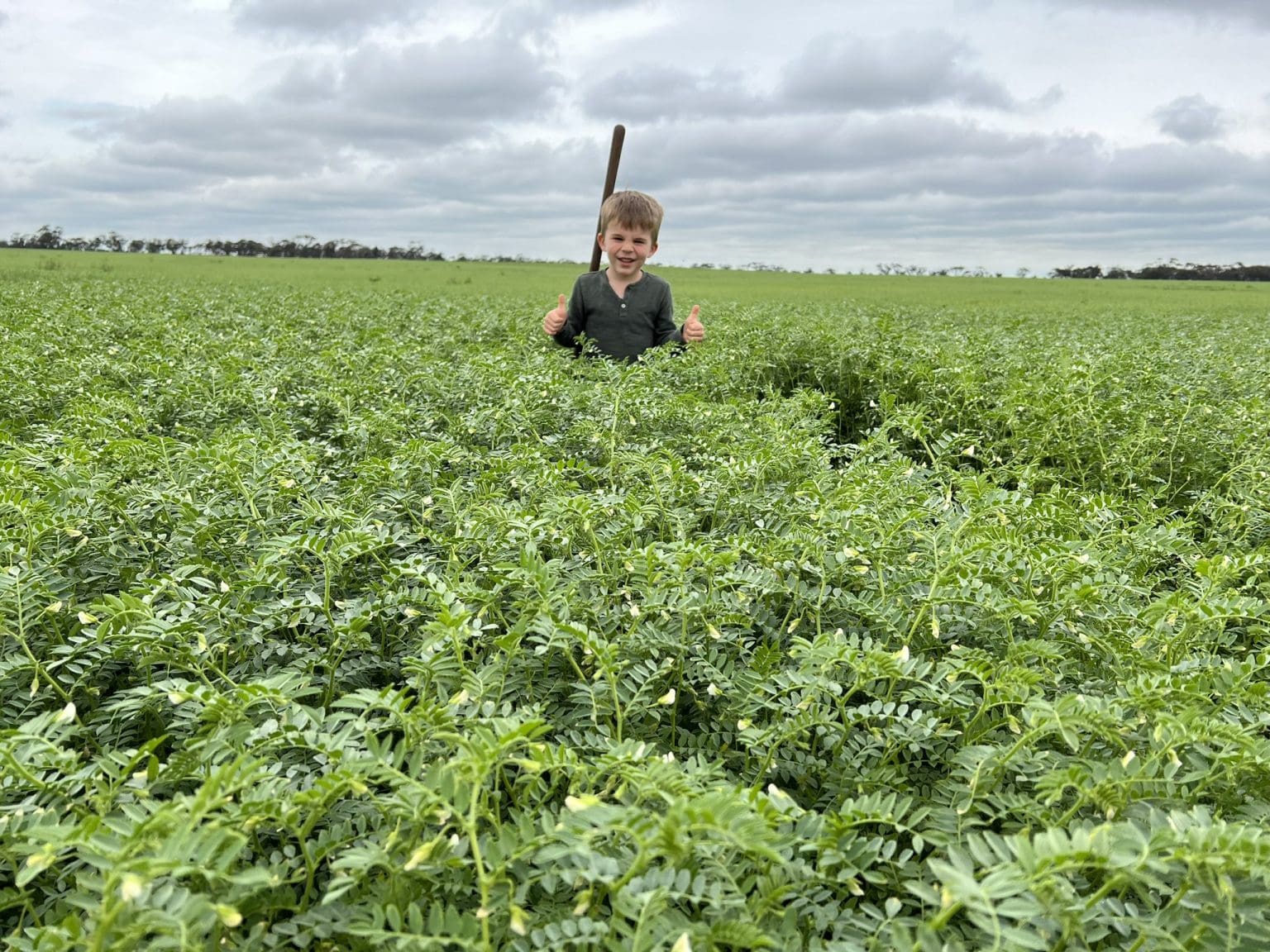 Pulse Update: Rain, flooding decimate eastern crops - Grain Central