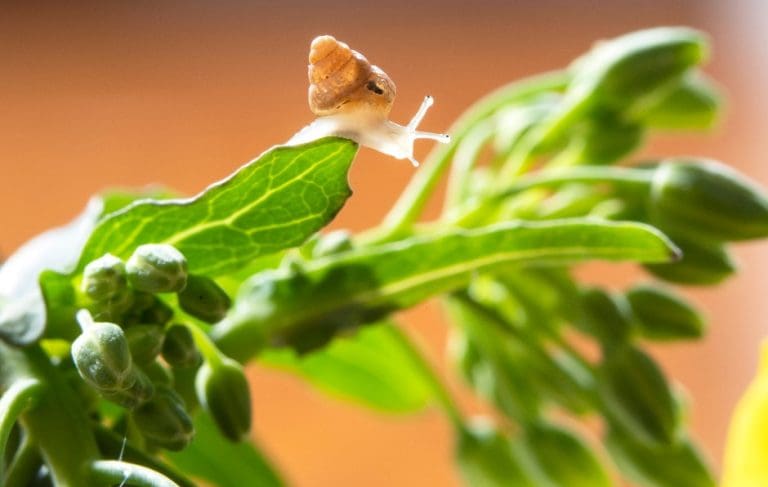 Project to combat snails in grain crops - Grain Central
