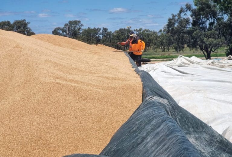 Welcome dry lifts GrainCorp receivals to 3Mt - Grain Central