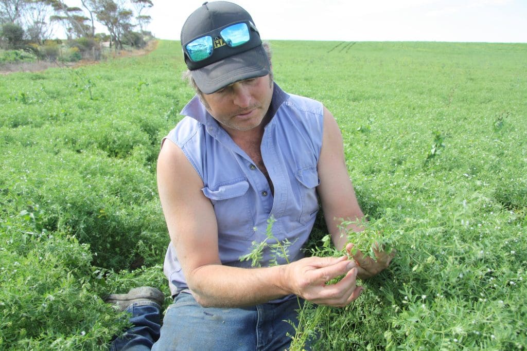 Australia ships 71,469t chickpeas, 67,800t lentils in Sep - Grain Central
