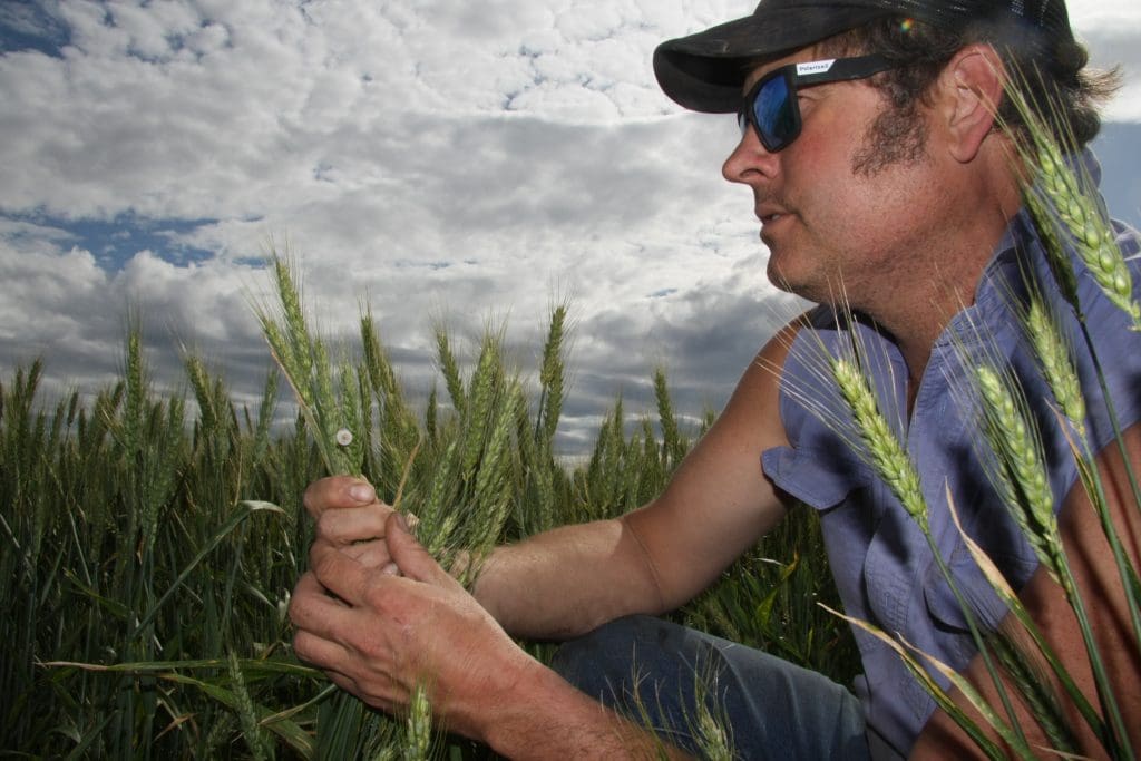 Project to combat snails in grain crops - Grain Central