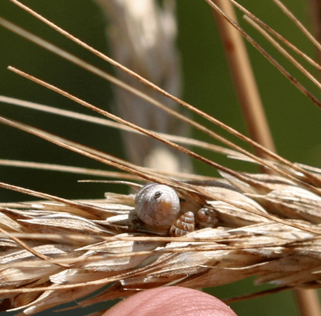 Project to combat snails in grain crops - Grain Central