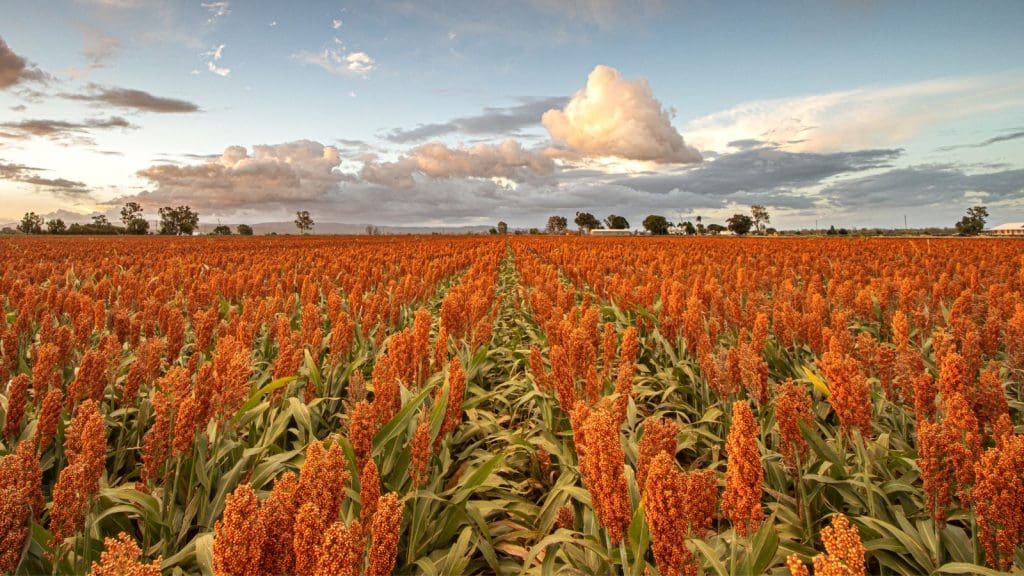 Aus exports 7.2Mt feed barley, 2.2Mt sorghum in 2021-22 - Grain Central