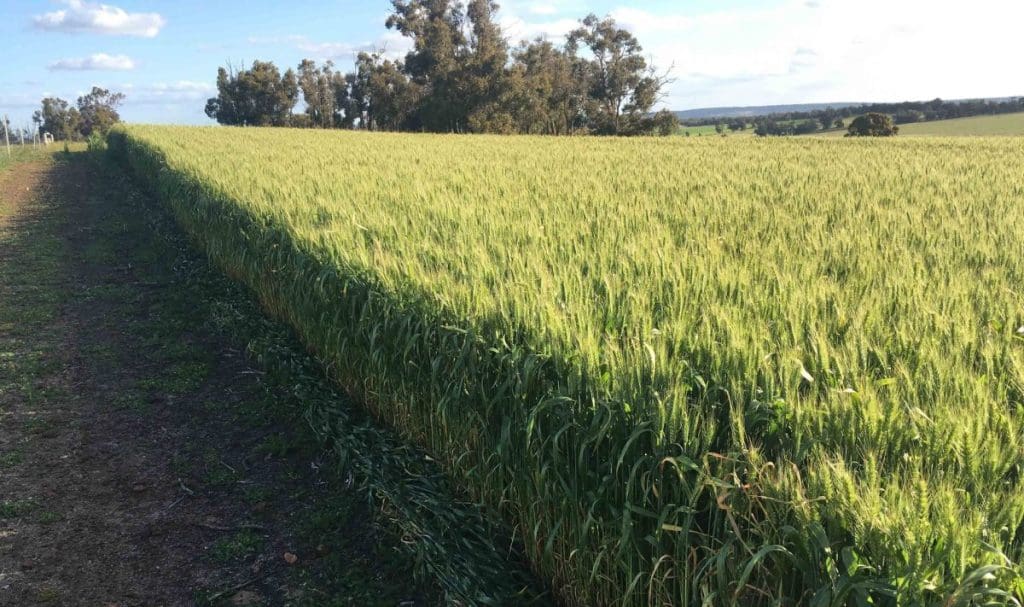 Cherylton Farms offers scale in southern WA - Grain Central