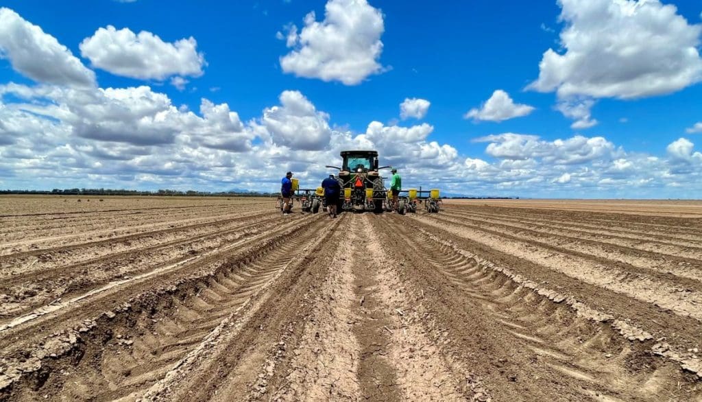 ABARES forecasts reduced summer-crop area - Grain Central