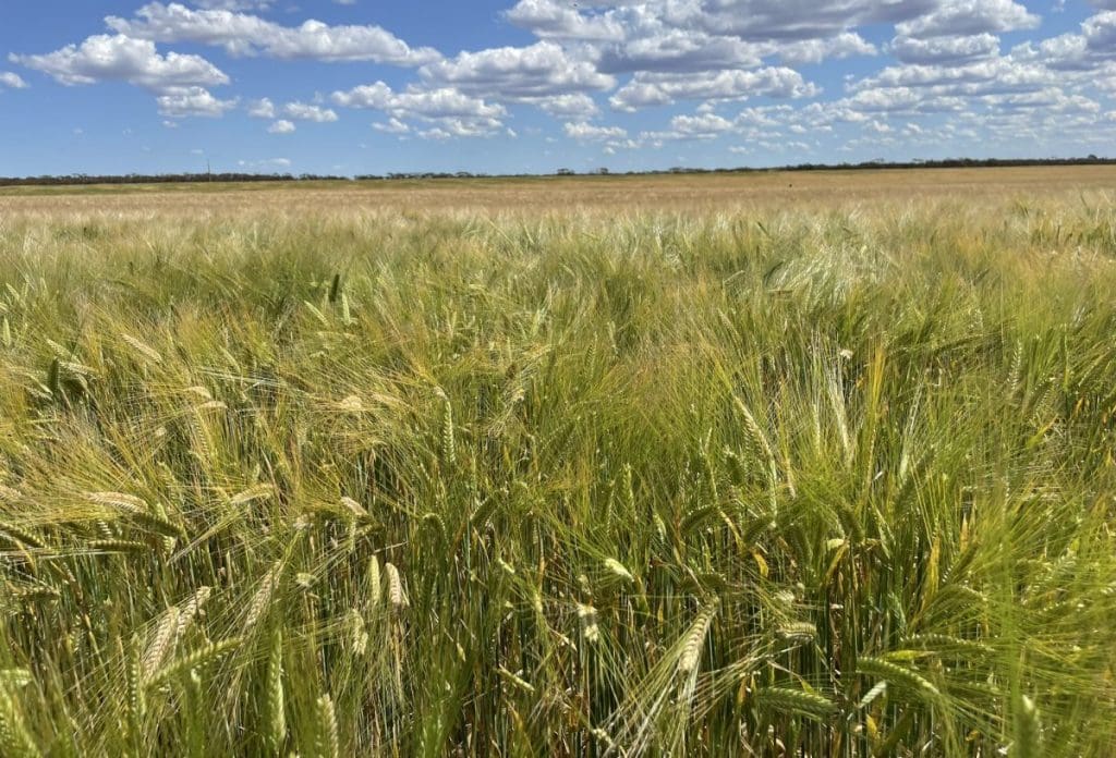 Waiting game continues for Australian barley producers - Grain Central