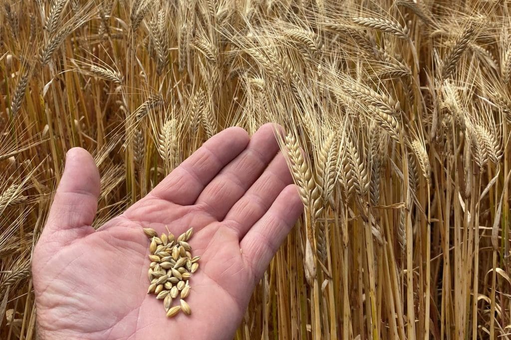 Wet harvest sees malt premiums counter China’s absence - Grain Central