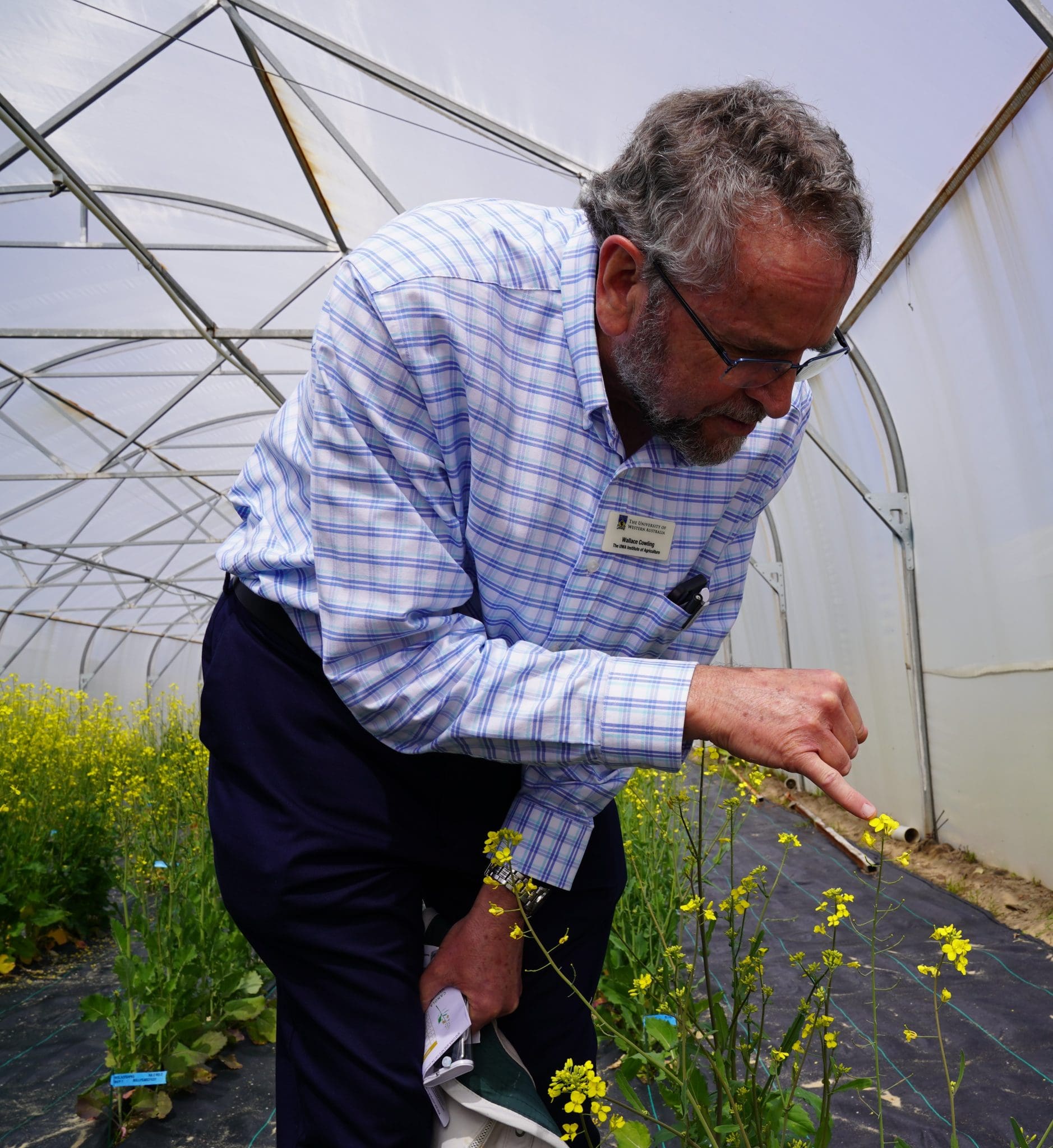 Breeding method shows promise in Australian, Canadian canola - Grain ...