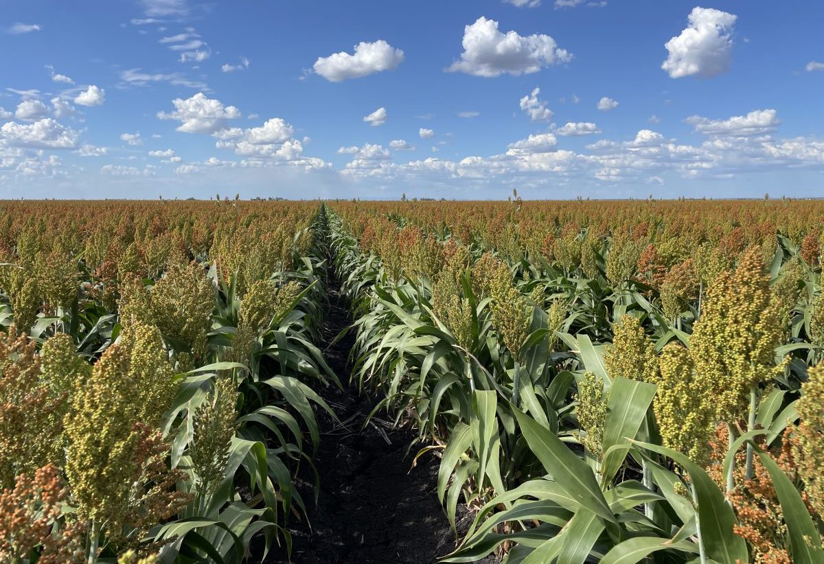 Patchy Rain Makes For Mixed Sorghum Outlook Grain Central Patchy Rain Makes For Mixed Sorghum Outlook Grain Central