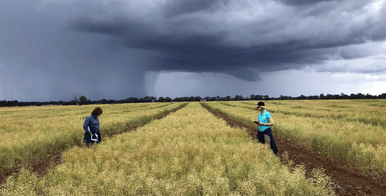Breeding method shows promise in Australian, Canadian canola - Grain ...