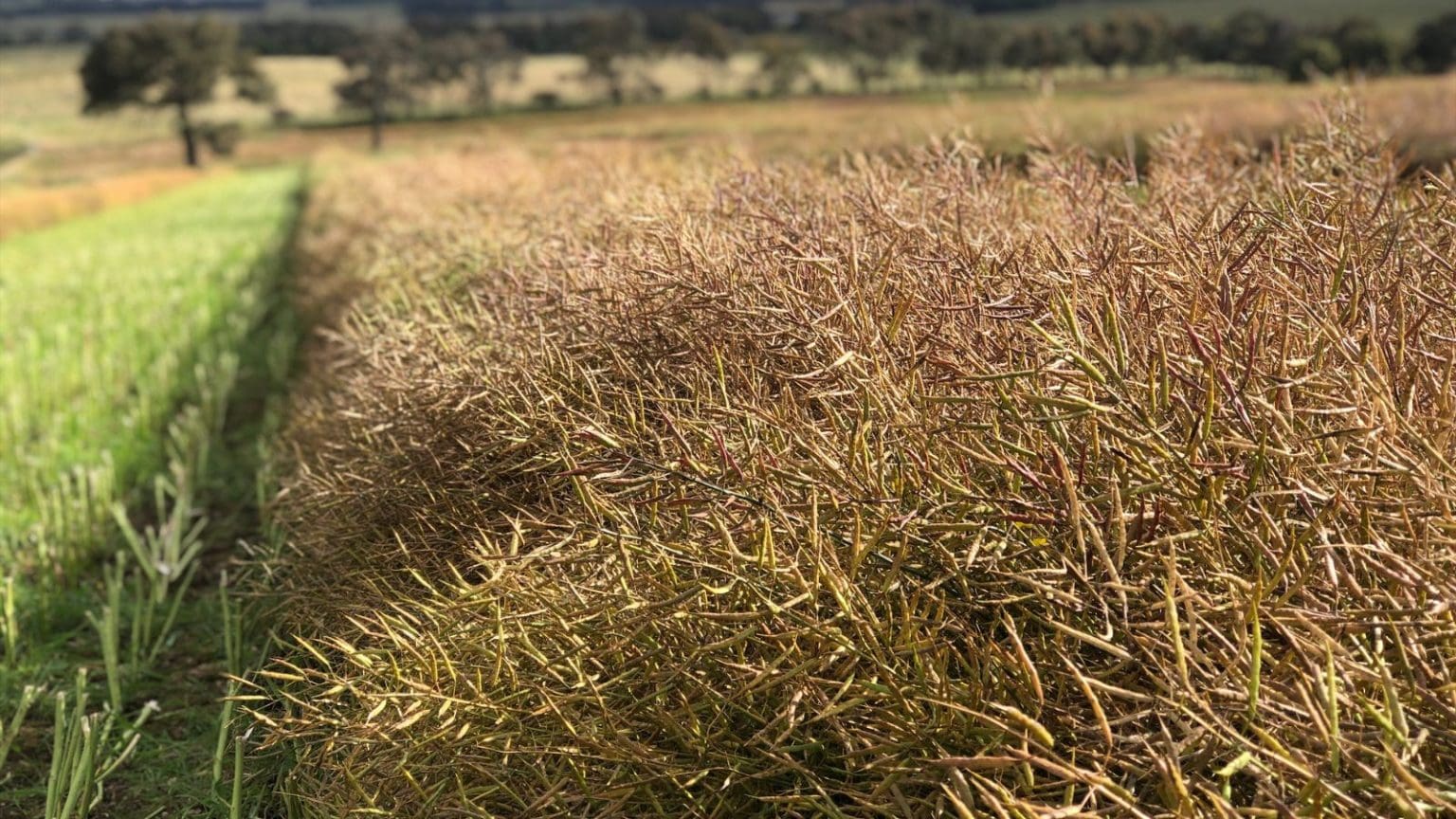 AOF forecasts record Australian canola crop at 7.6Mt - Grain Central