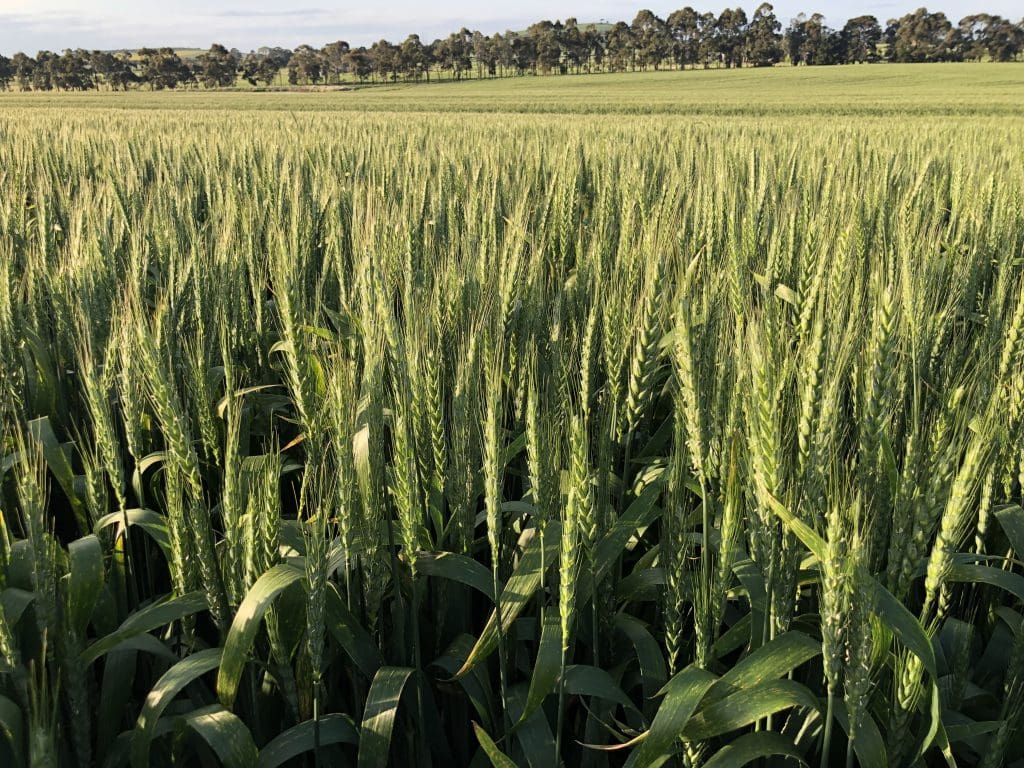 New wheat varieties offer Southern growers genetic diversity - Grain ...
