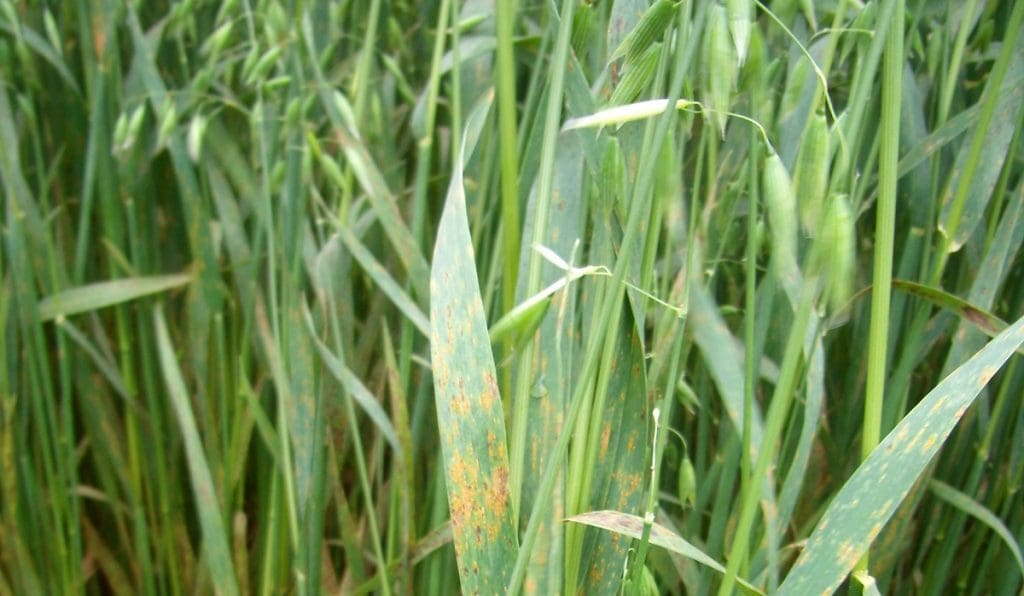 Intergrain, S&W join industry research to tackle oat rust - Grain Central