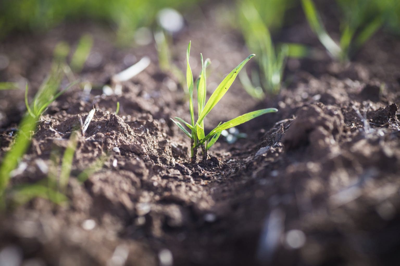 GRDC invests $12.7M in long-coleoptile wheat - Grain Central