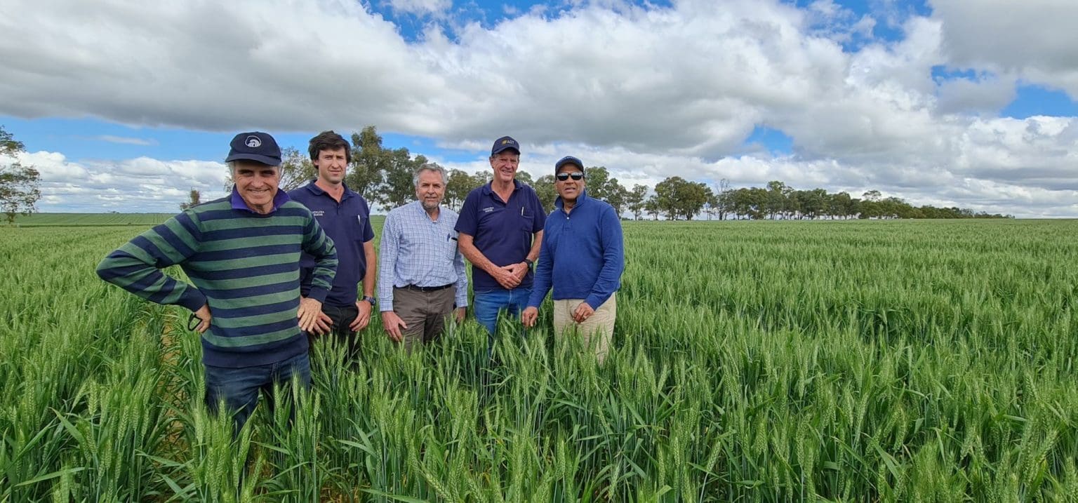 Study points to maintained wheat yield with less fertiliser - Grain Central