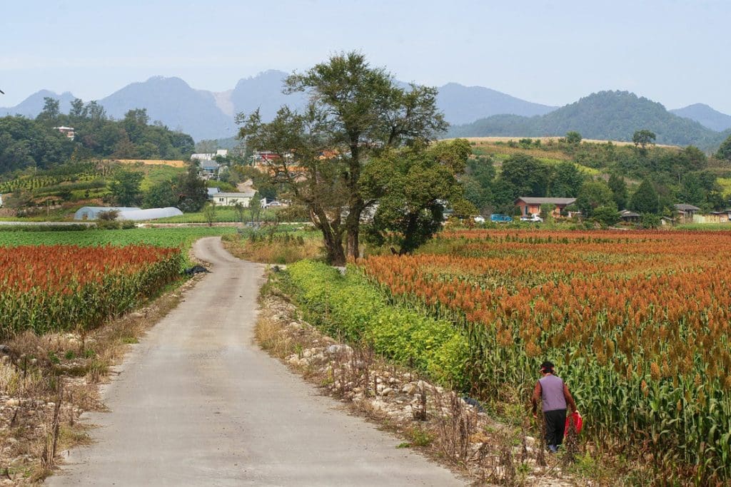 Sorghum with increased yield released in Zimbabwe - Grain Central