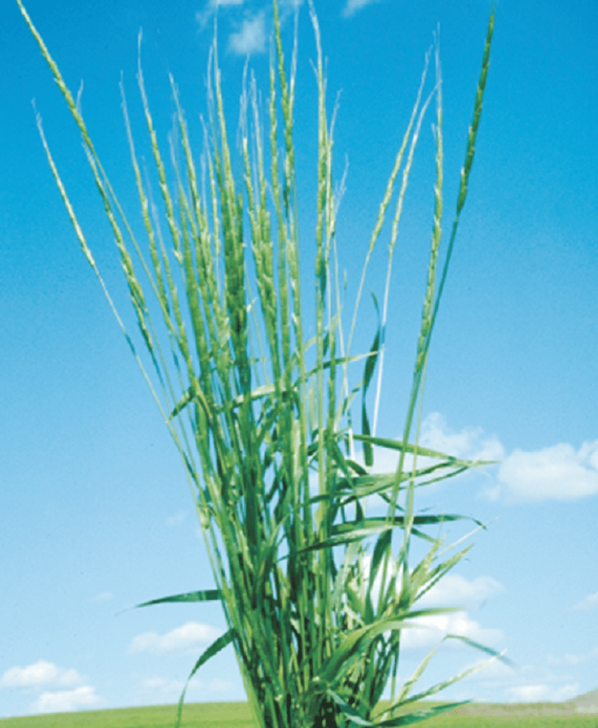 Wheat’s ancient roots of viral resistance uncovered - Grain Central