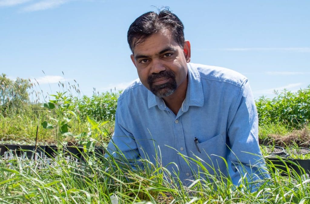 Annual ryegrass evolves to grow in Qld’s summer - Grain Central