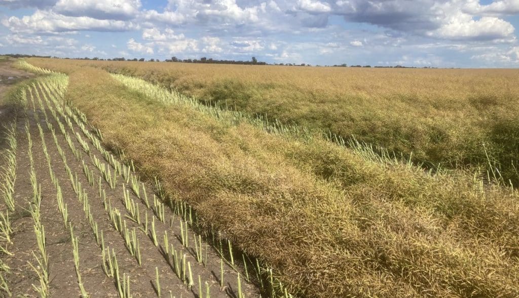 Australia's Jan canola exports drop 6pc from Dec - Grain Central