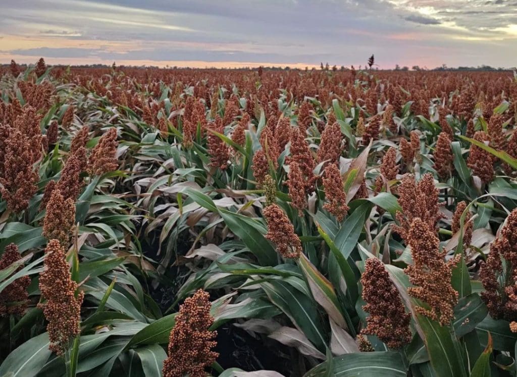 Dry summer clips potential for sorghum, cotton: ABARES - Grain Central