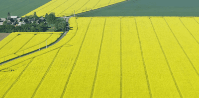 Canola for biofuel set for release in southern US - Grain Central