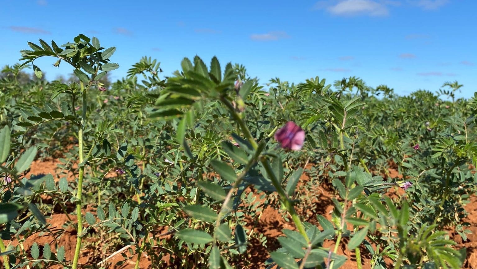 Acid soil tolerance projects hone in on genetics - Grain Central