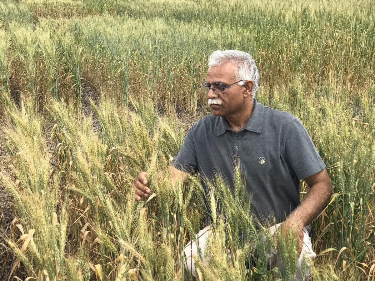 Acid soil tolerance projects hone in on genetics - Grain Central