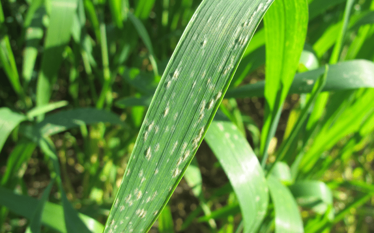New permits aid control of powdery mildew in wheat - Grain Central