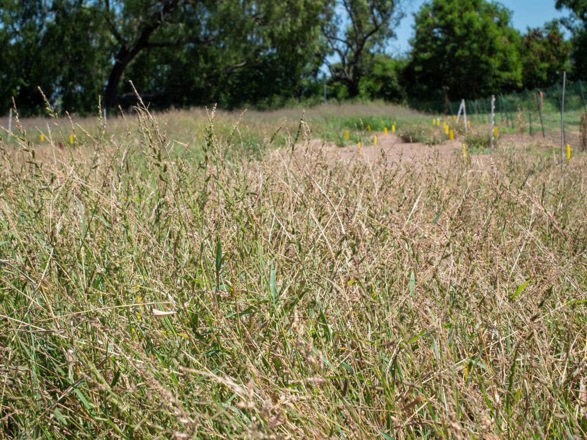 Annual ryegrass evolves to grow in Qld’s summer - Grain Central