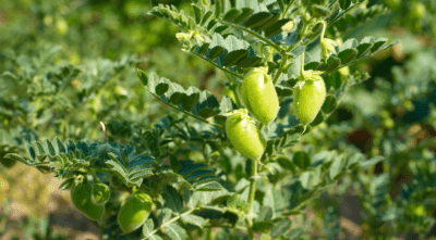 UWA's faster chickpea breeding brings gain - Grain Central