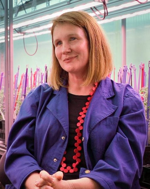 UWA's faster chickpea breeding brings gain - Grain Central