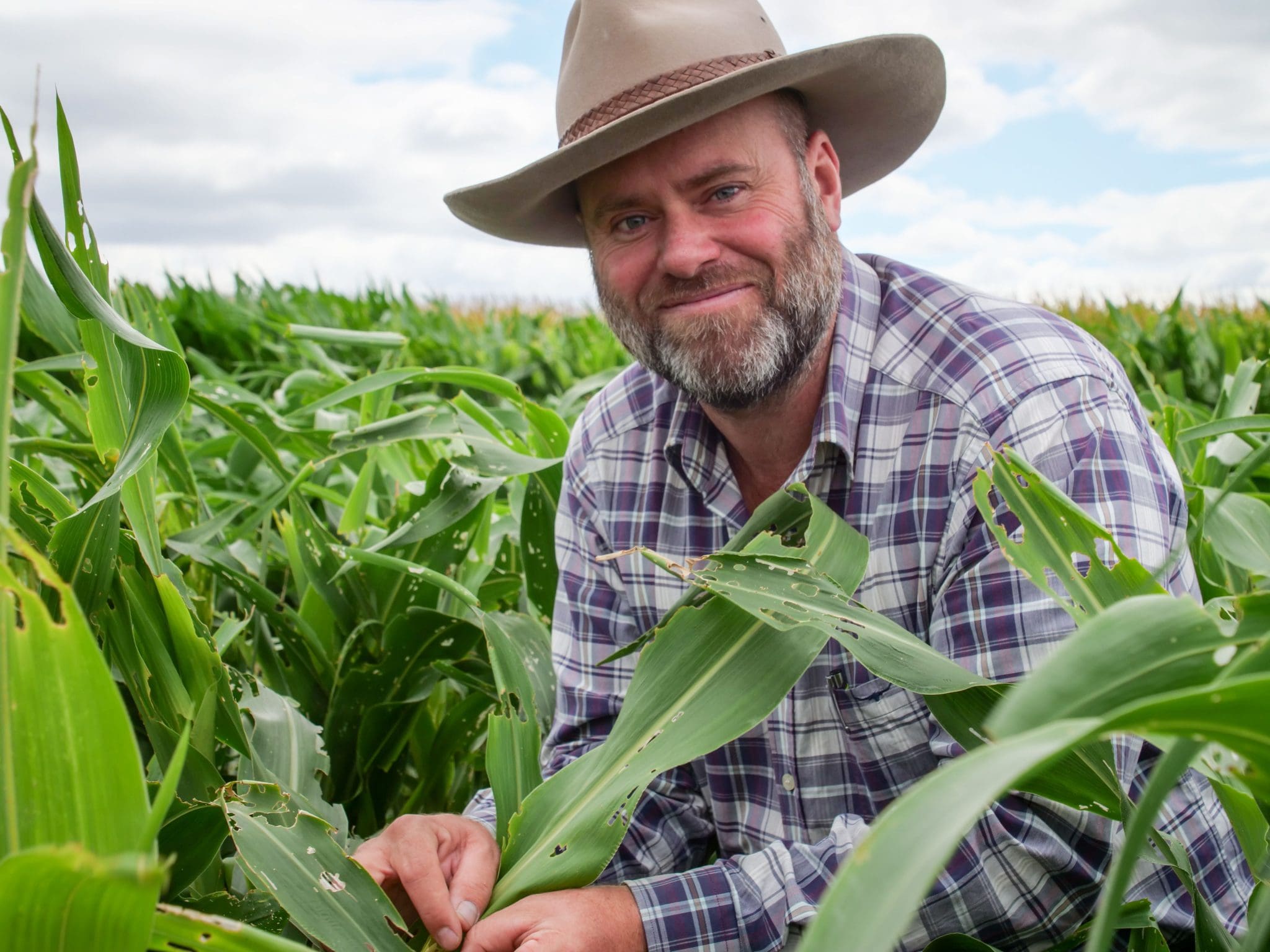 Project develops guidelines to combat fall armyworm - Grain Central